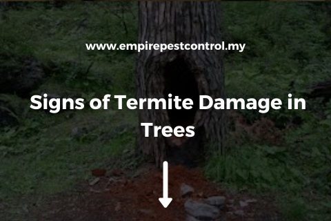 Signs of Termite Damage in Trees - Empire Pest Control