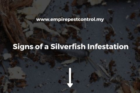 Signs of a Silverfish Infestation - Things You Must Know